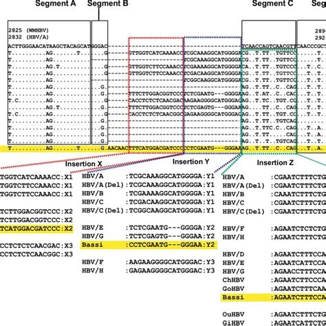 Pdf Complex Structural Variations In Non Human Primate Hepatitis B Virus