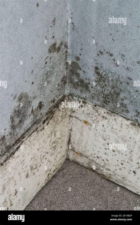 Damp Mould Hi Res Stock Photography And Images Alamy