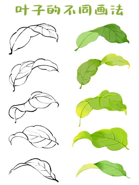 保姆级插画教学叶子的不同画法 花瓣网