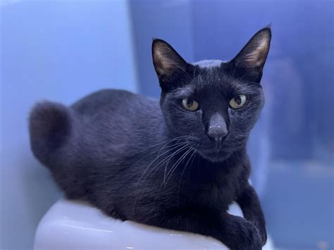 도베르만분양가 강아지임시보호 포메라니안무료분양 먼치킨고양이분양 부산강아지파양 시추 렉돌고양이 광주고양이분양 의리 책임분양 강아지배변훈련 도그마루 홈스쿨 강아지훈련소