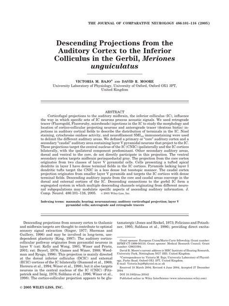 Pdf Descending Projections From The Auditory Cortex To The Inferior Colliculus In The Gerbil