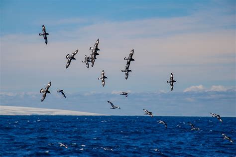 Southern Ocean