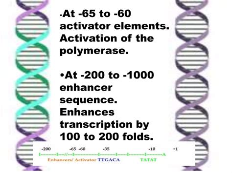 Gene Structure And Genetic Code Pptx