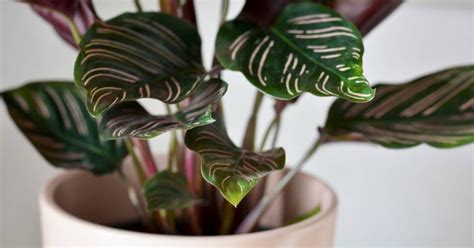 Cuatro Plantas De Interior Para Espacios Sin Luz Natural Rosario3