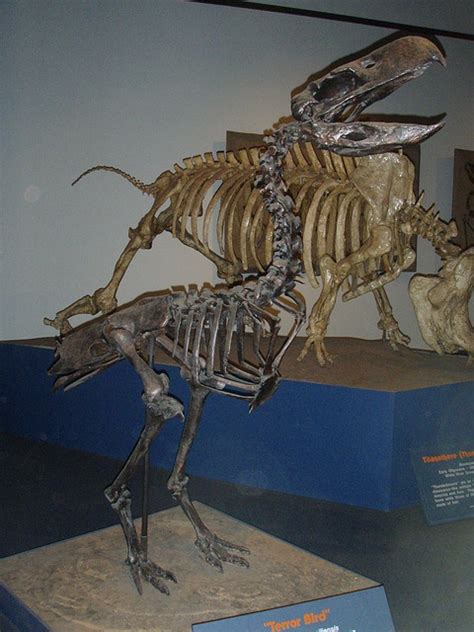 Prehistoric Park Terror Bird