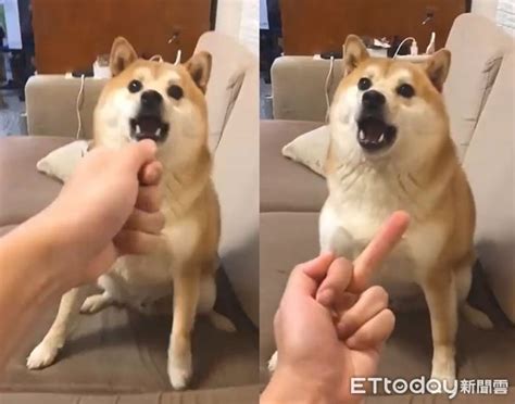 奴才捉弄柴柴比「不雅手勢」！ 牠嚇到定格：把拔壞掉了 Ettoday寵物雲 Ettoday新聞雲