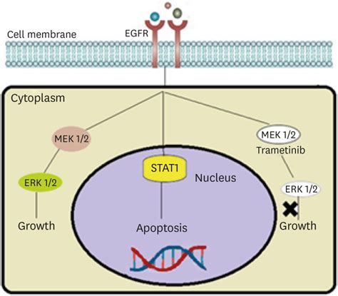 The Role Of Stat1 In T Helper Cell Differentiation During Breast Cancer Progression Pmc