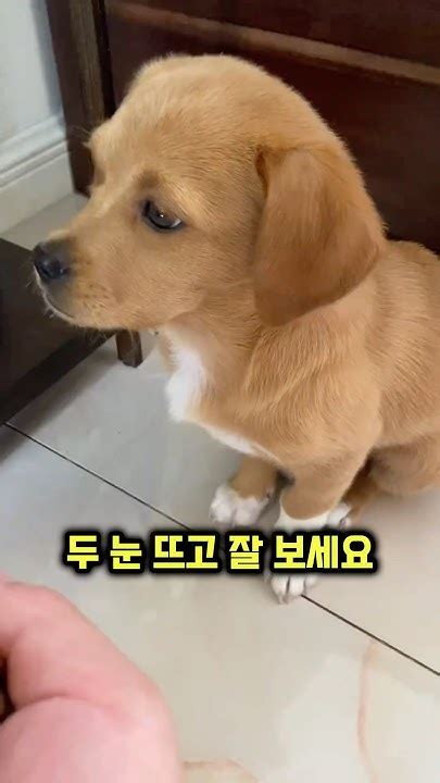 댕댕이가 슬픈 표정을 짓고 있는 이유 Youtube