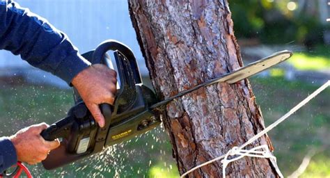 Understanding The Process Of Tree Cutting And Removal In NewsWeekly