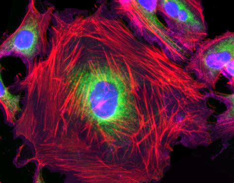 F Actin Staining With Phalloidin Rhodamine Conjugate 46 Off