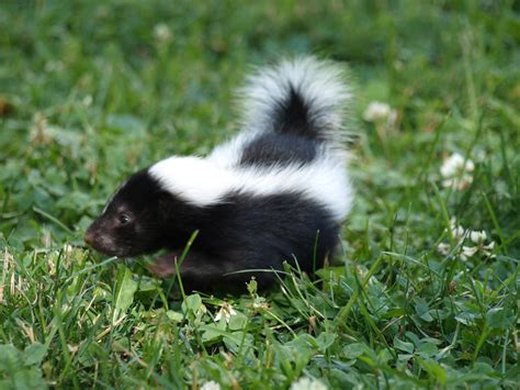 Rabid Skunk Found In Cherry Hill Cherry Hill Nj Patch
