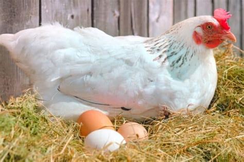 Do Chickens Have Sex To Lay Eggs Chicken Mating Explained