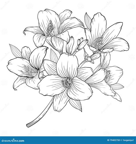 Lirio Blanco Y Negro Monocromático Hermoso Del Ramo Aislado En Fondo Ilustración del Vector