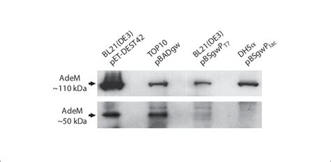 Western Blot Detection Of Heterologously Expressed A Baumannii Efflux