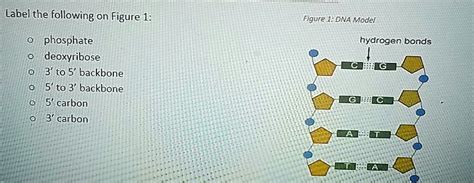 Solved Label The Following On Figure 1 Figure 1 Dna Model Phosphate Deoxyribose 3 To 5