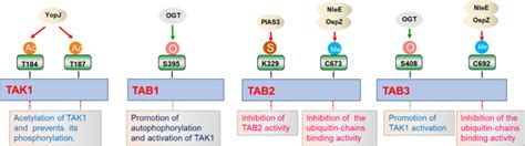 Tak1 Tabs Complex A Central Signalosome In Inflammatory Responses Pmc