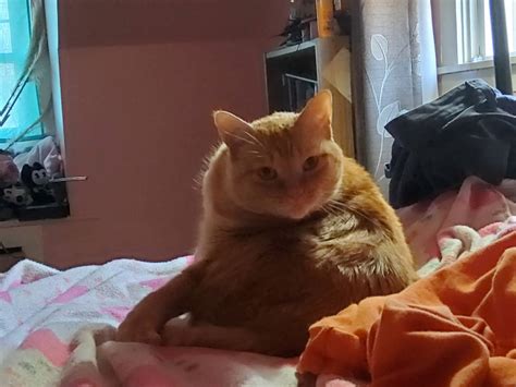 A Rare Golden Kitty By Catdrkahl On Deviantart