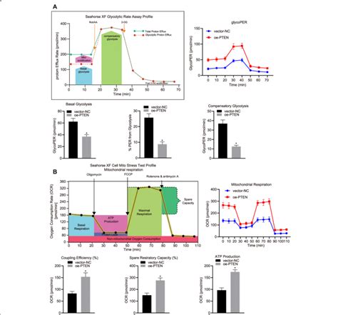 Pten Reduces Ecar And Enhances Ocr In Hcc Cells Hhcc Cells Were
