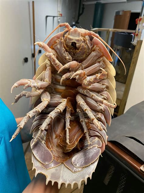 1 Minute 🔥 This Is A Giant Isopod In Case Youve Never Seen One 😱