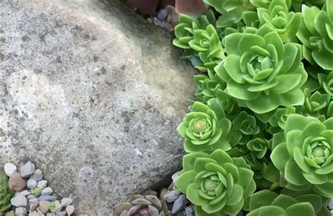 Sedum Garden Ideas Gardenprofy