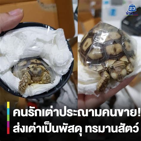 😱😱😱😱 เต่าซูคาต้า ซูคาต้า ซูคาต้า ดอนเมือง