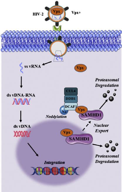 Abortive Hiv 1 Infection Prevents Activation Of The Innate Immune