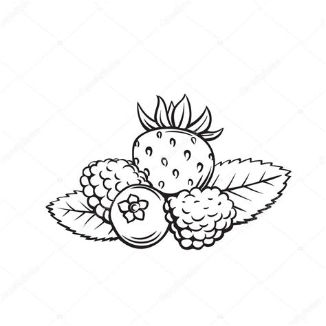 Esquema De Bayas Ar Ndanos Frambuesas Moras Y Fresas Bosque O Jard