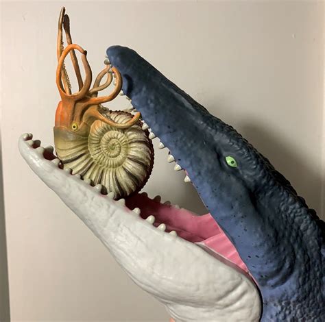 Jurassic Park Ammonite Large Raw Ammonite For Sale Paxton Gate