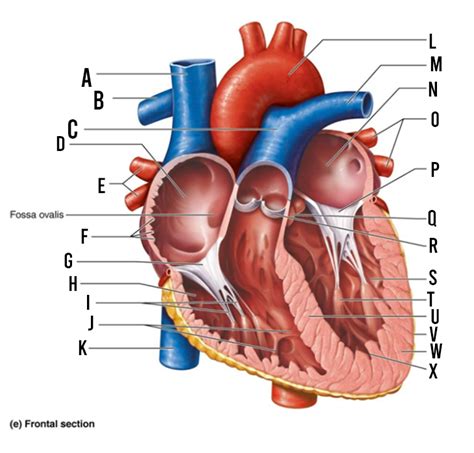 Human Anatomy And Physiology Ii Diagrams Diagram Quizlet