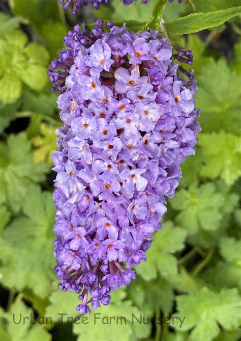 Buddleja Davidii Buzz Sky Blue Urban Tree Farm Nursery