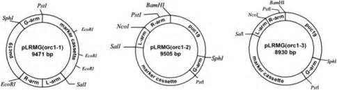 Plasmid Maps For Constructs Used To Generate Knockouts Related To Figure 1 Download