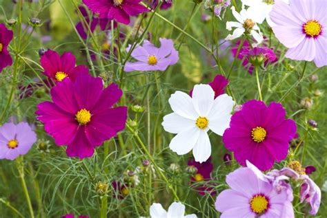 코스모스 Cosmos 2 코스모스와 시 詩 네이버 블로그