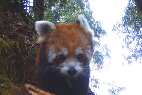 Pandas Get Rows With Max Value In Column Design Talk