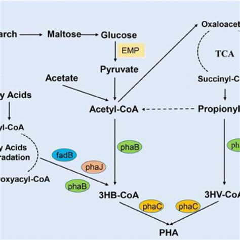 Pathways Of Pha Synthesis Via Acetate Glucose And Starch Download