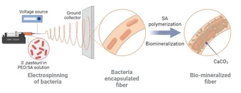 Electrospining Machine Biomineralization Of Electrospun Bacteria