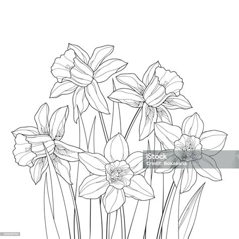 윤곽 수선화 또는 수선화 꽃과 흰색 배경에 고립 된 검은 색잎 벡터 꽃다발 수선화속에 대한 스톡 벡터 아트 및 기타 이미지