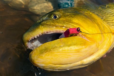 The Flats Of Argentina The Golden Dorado Migration Catch Magazine