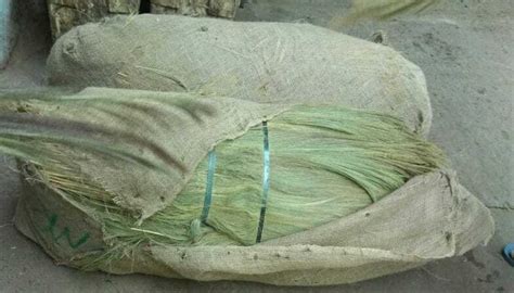 Green Natural Broom Grass At ₹ 80kg In New Delhi Id 25737774030