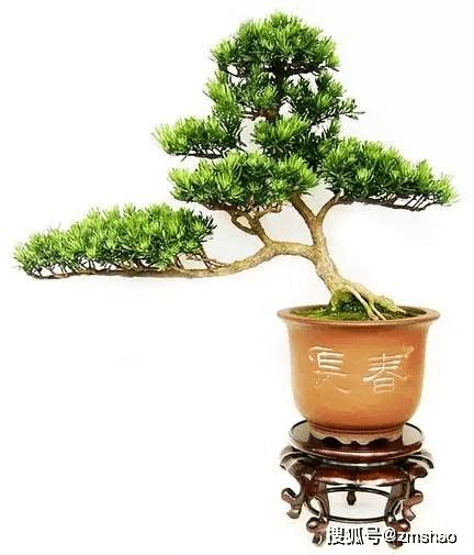 珍珠罗汉松盆景 搜狐大视野 搜狐新闻