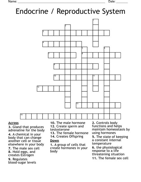 Endocrine Reproductive System Crossword WordMint