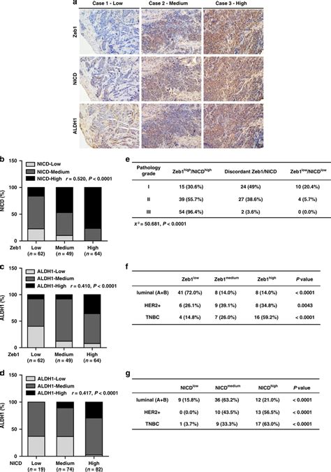 Zeb1 Expression Is Positively Correlated With Enhanced Notch1 Activity