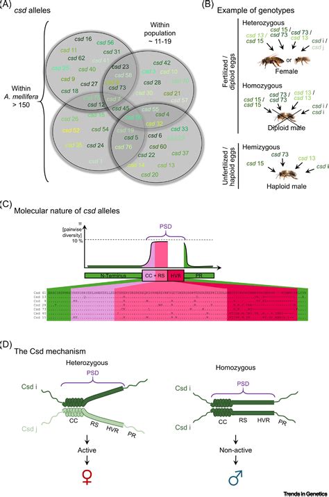 Honeybees Novel Complementary Sex Determining System Function And Origin Trends In Genetics