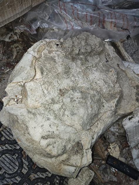 Help Identifying Fossil R Fossils