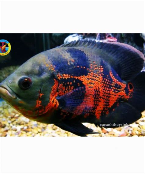 TAI TƯỢNG CHÂU PHI ĐEN Cá Cảnh Thủy Sinh Trung Tín