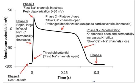 Physiology Of Cardiac Conduction And Contractility Diagram Physiology
