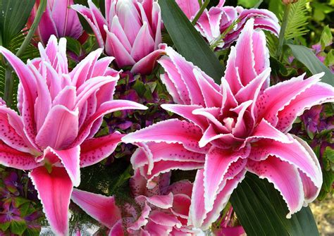 Roselily Lorena | Zabo Plant