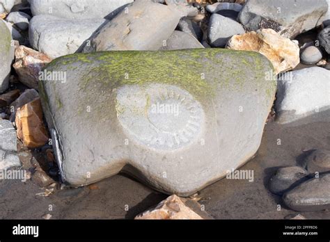 A Large Heavy Ammonite Fossil Rock Lies On The Beach Between Lyme