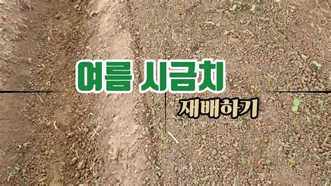 세지 여름 시금치 재배하기 여름 시금치 재배에 도전합니다 Youtube