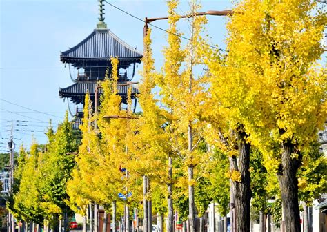 さぬき錦景＝イチョウ並木と五重塔（香川県善通寺市南町） ニュース Cool Kagawa 四国新聞社が提供する香川の観光情報サイト