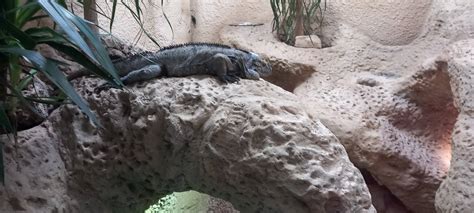 Mutant Frog Iguana Is Standing Up By Superskibiditoilettv On Deviantart